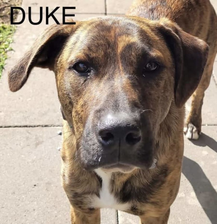 Duke - Large Male Bull Arab x Great Dane Mix Dog in VIC - PetRescue
