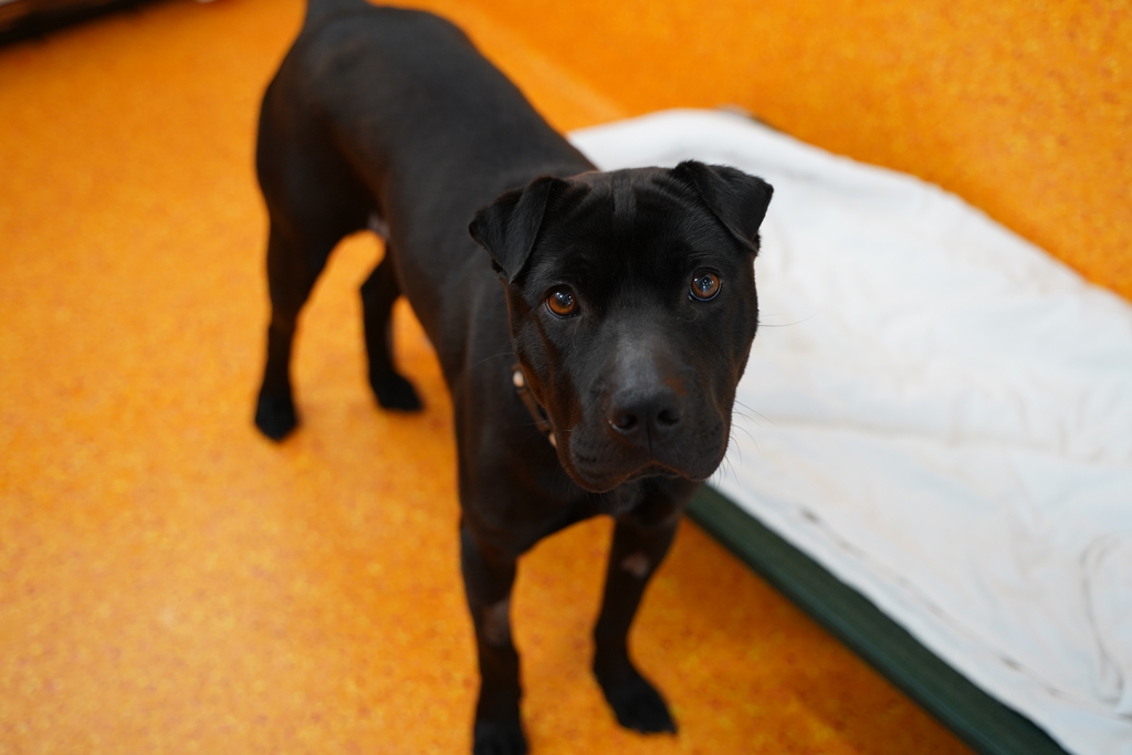 Ditz - Large Female Shar Pei x Labrador Retriever Mix Dog in QLD ...
