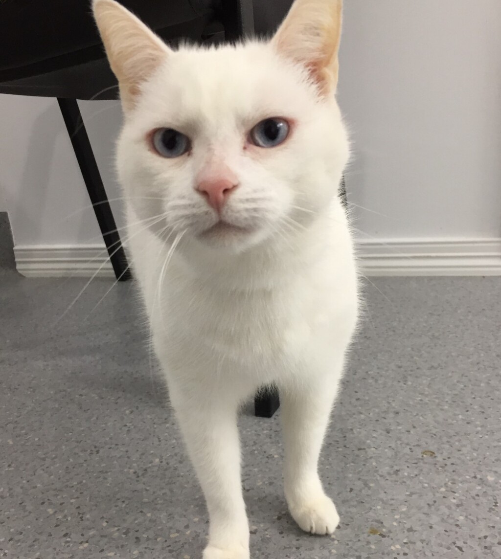 Elsa - Female Manx Cat in VIC - PetRescue