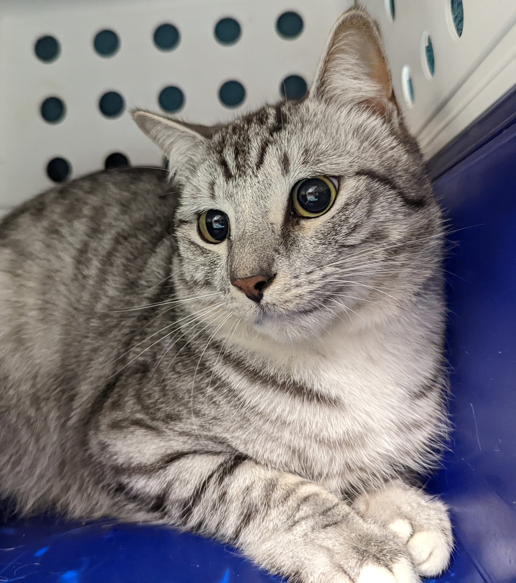 Fergus - Male Domestic Short Hair Mix Cat in QLD - PetRescue
