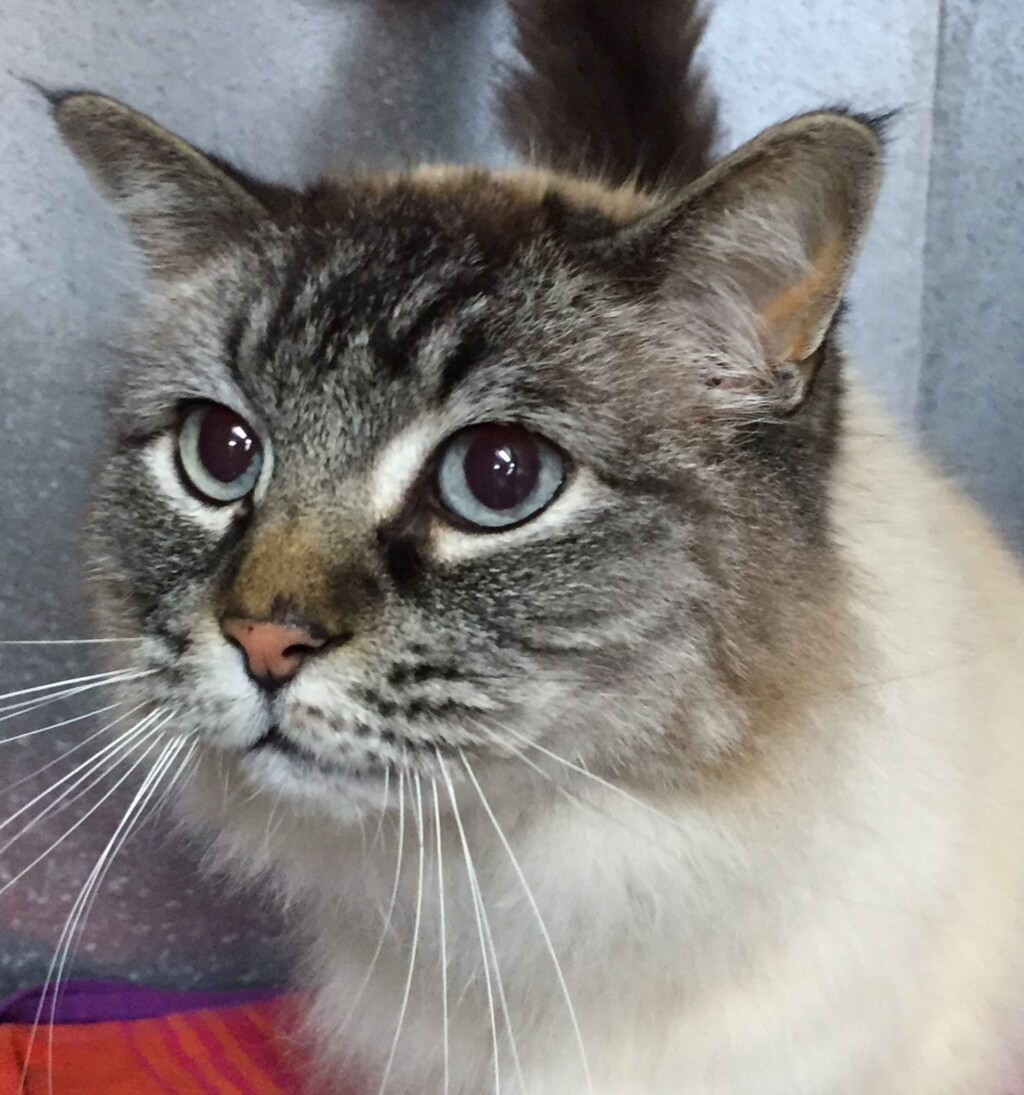 Dinky - Male Ragdoll Cat in VIC - PetRescue