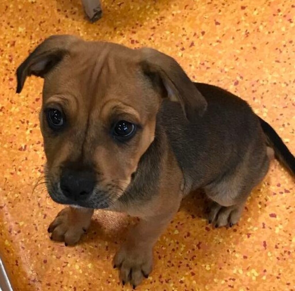 Frank - Medium Male Rottweiler x American Staffordshire Bull Terrier ...