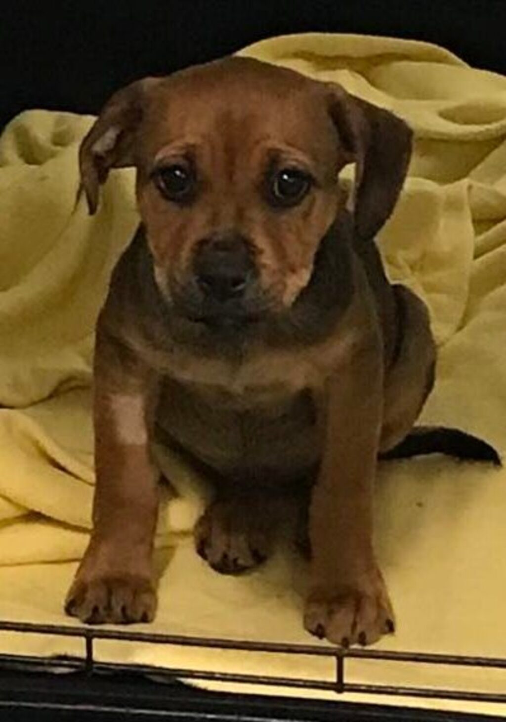 Therese - Medium Female Rottweiler x American Staffordshire Bull Terrier Mix Dog in QLD - PetRescue