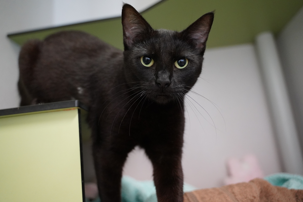 Sianna - Female Domestic Short Hair Mix Cat in QLD - PetRescue