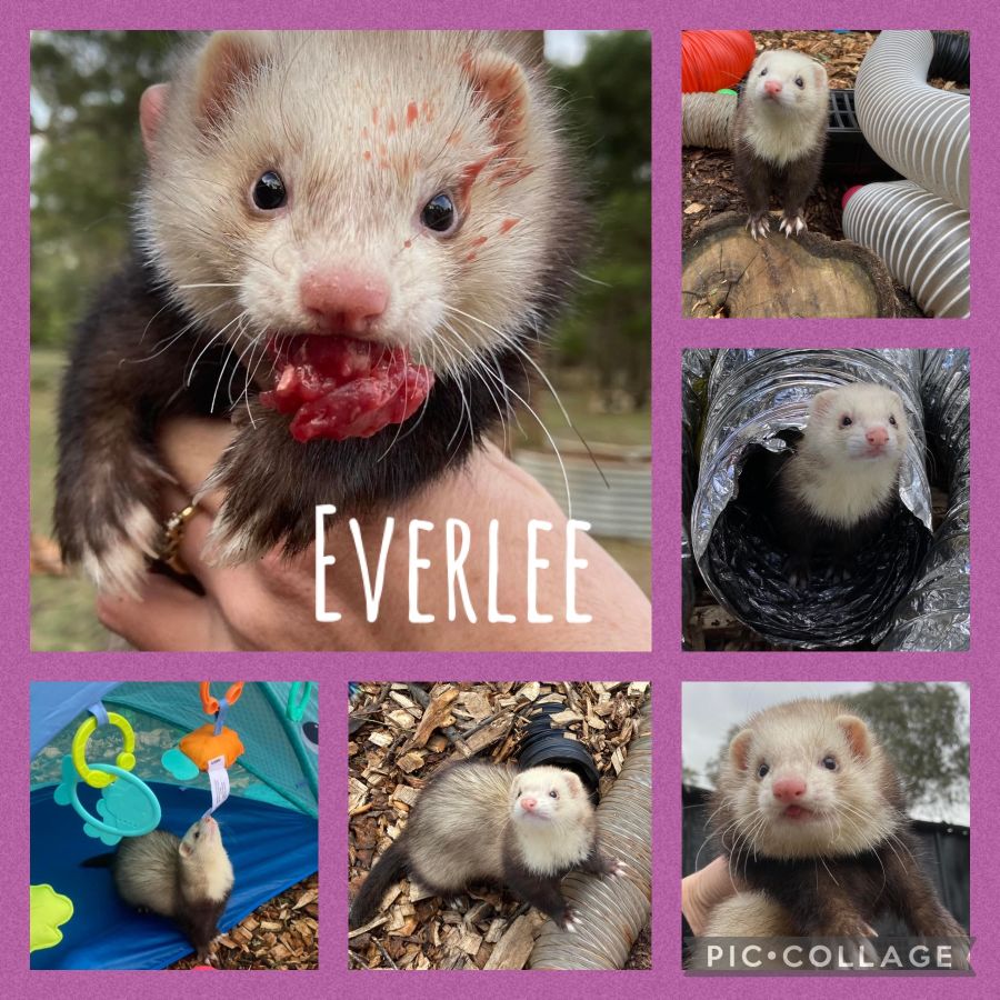 Everlee - Female Ferret in VIC - PetRescue