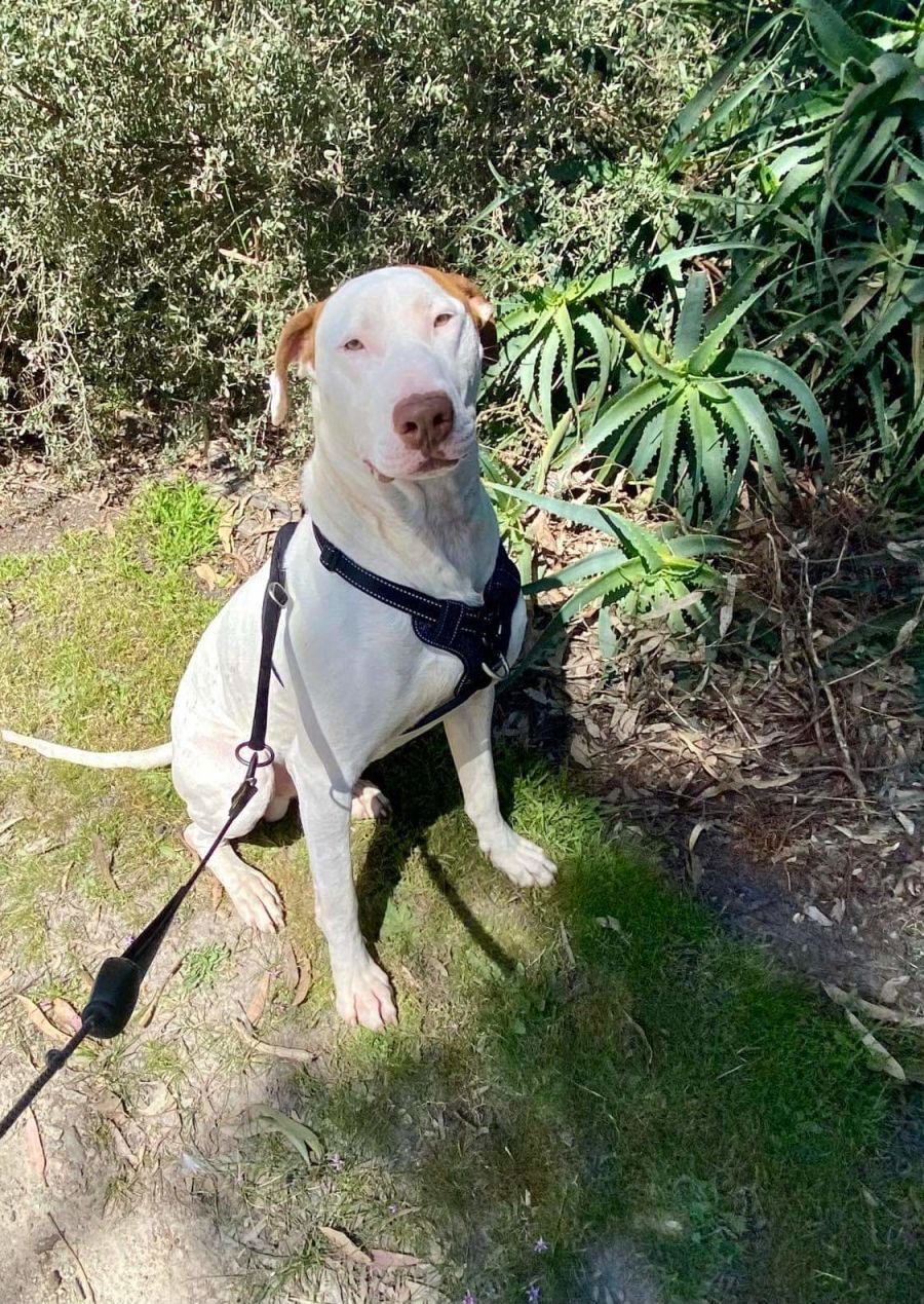 Lewis - Large Male Great Dane x Bull Arab Mix Dog in VIC - PetRescue