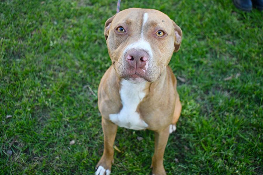Maple 34600 Campbelltown ACF - Medium Female American Staffordshire ...