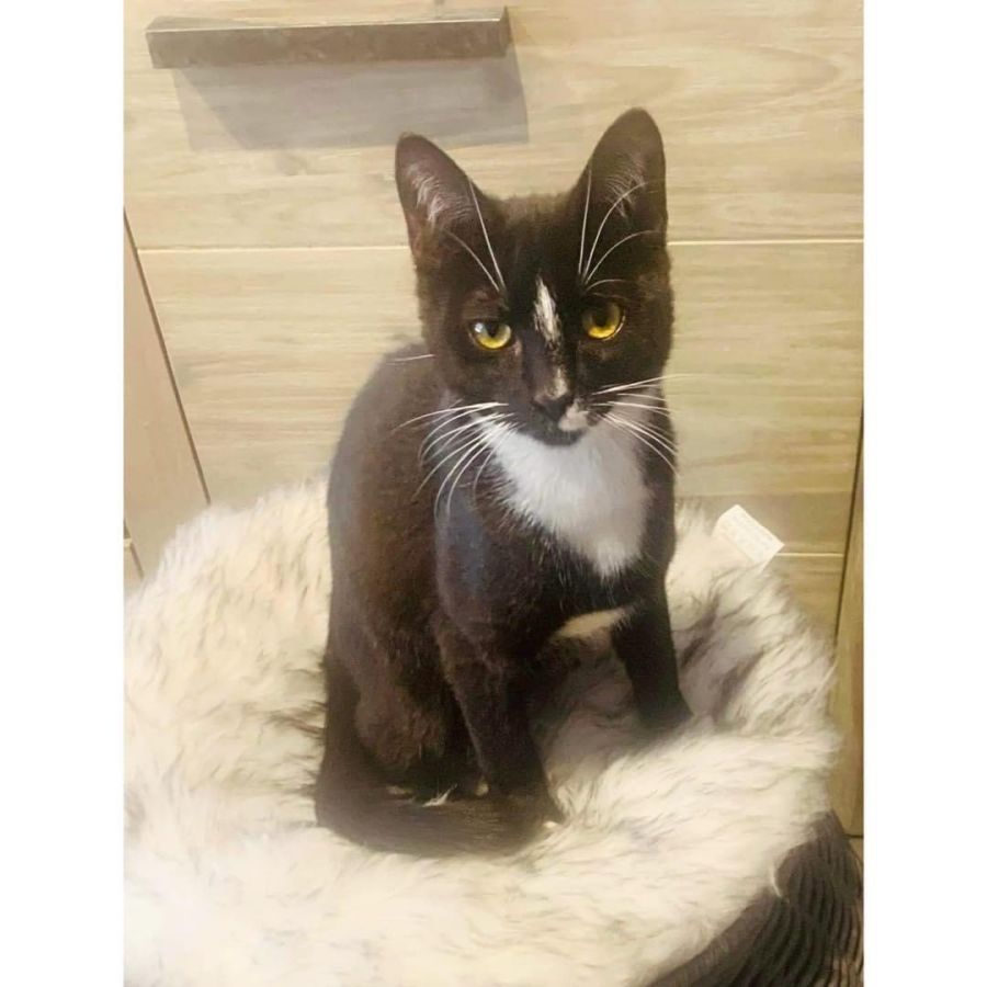 7865 - Angelicat - Female Domestic Short Hair Cat in WA - PetRescue