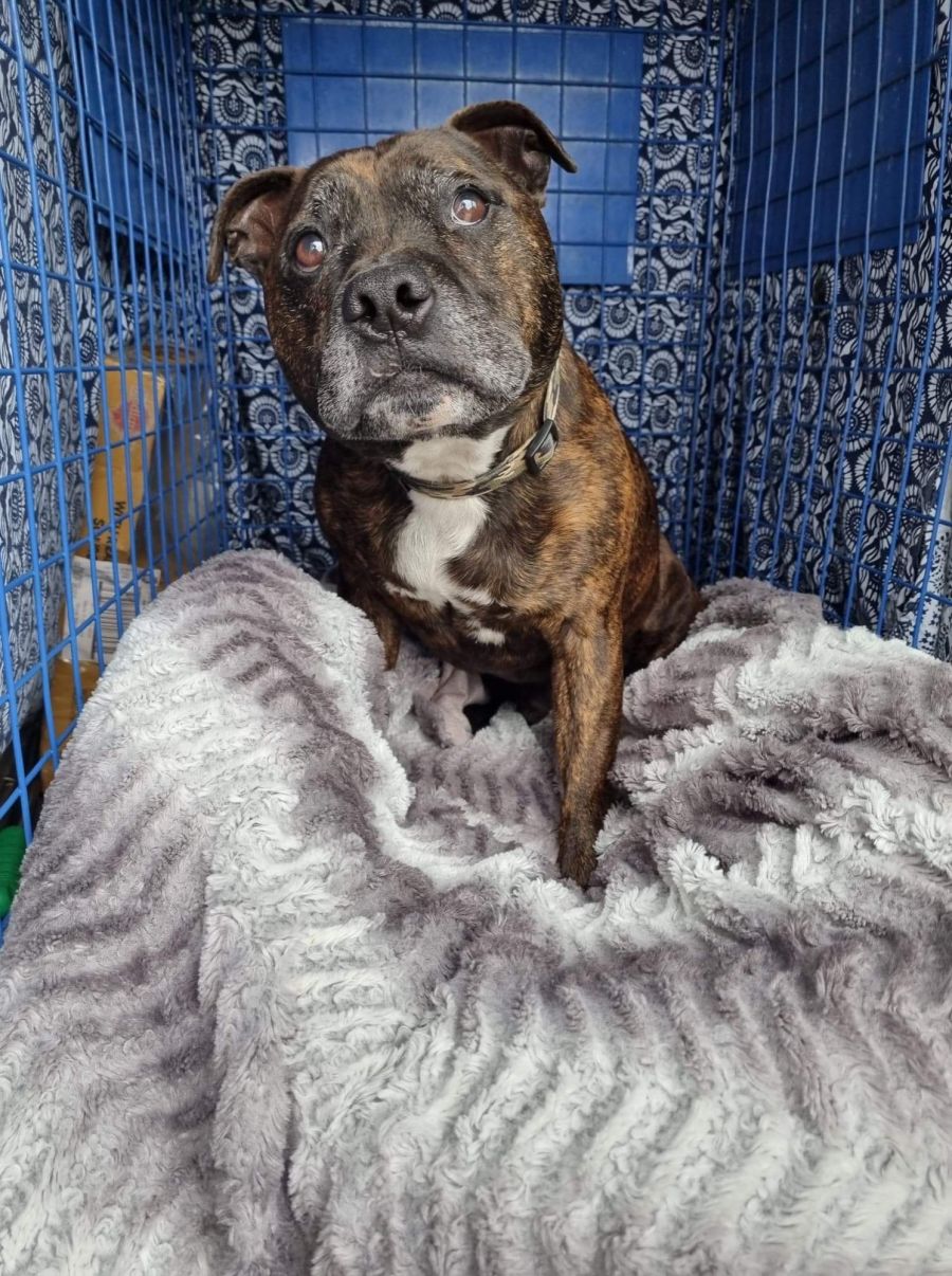 Henry - Small Male Staffy Dog in VIC - PetRescue