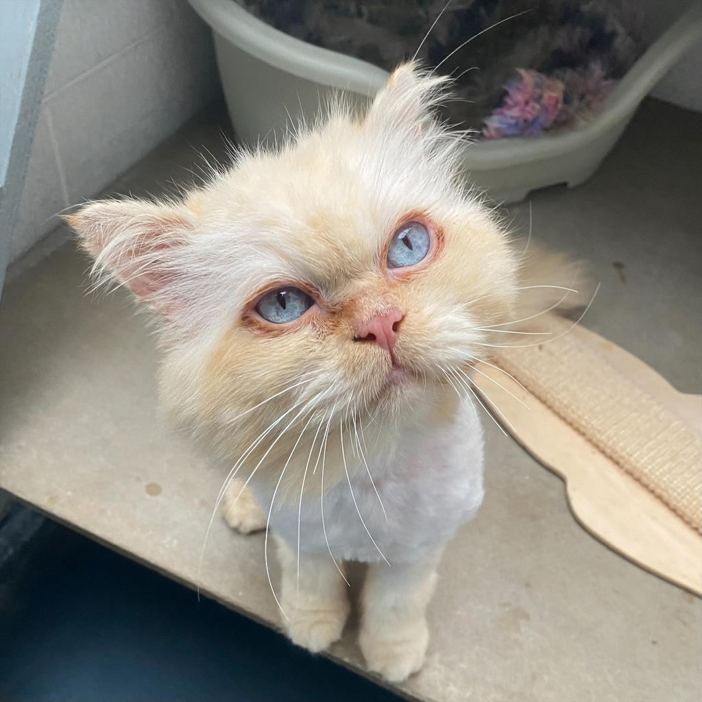 Bollie - Male Himalayan x Ragdoll Mix Cat in VIC - PetRescue