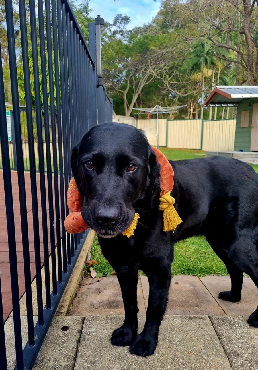 Bella - Medium Female Labrador Dog in QLD - PetRescue