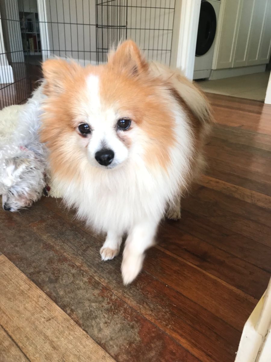 Beau - Small Male Pomeranian Dog in NSW - PetRescue
