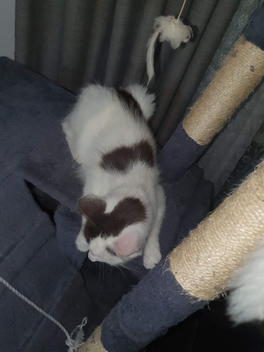 Charlotte - Female Manx Mix Cat in QLD - PetRescue