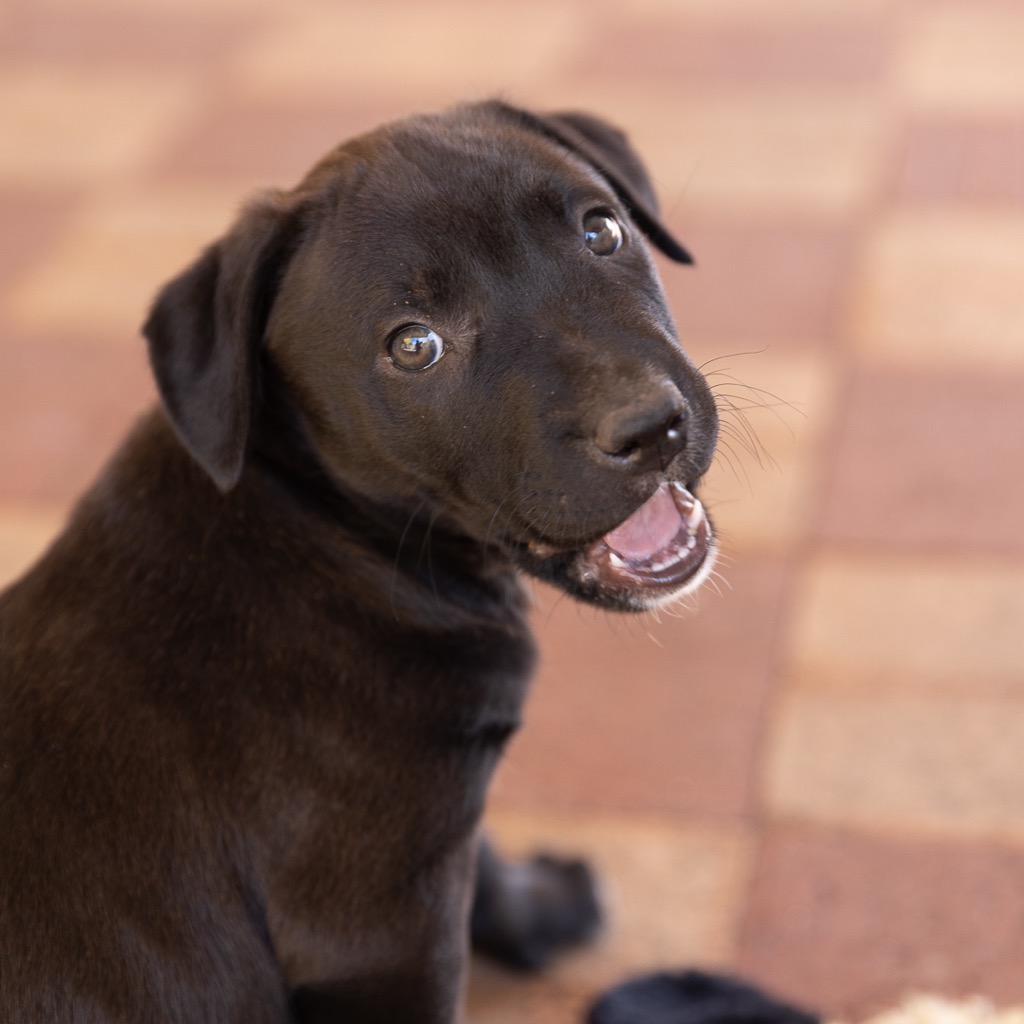 Aurora - Large Female Mixed Breed Dog in WA - PetRescue