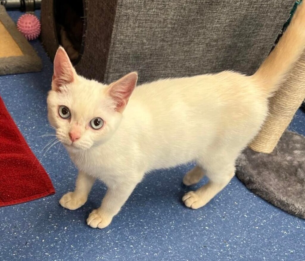 Sunny - Male Layanese Mix Cat in QLD - PetRescue