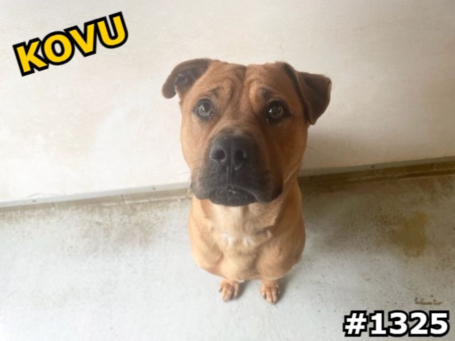 Kovu (IMP No. 1325) - Large Male American Staffordshire Terrier Mix Dog ...