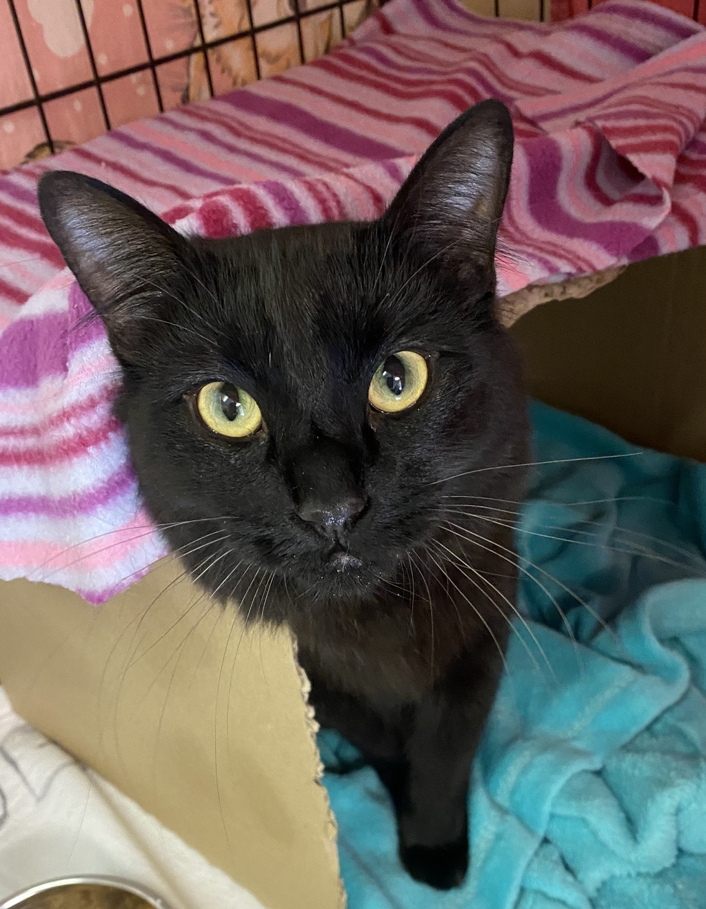 Coolio - Male Domestic Medium Hair Mix Cat in QLD - PetRescue
