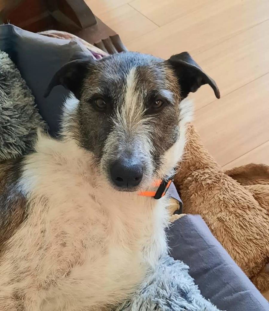 Rosie - Large Female Staghound Dog in VIC - PetRescue