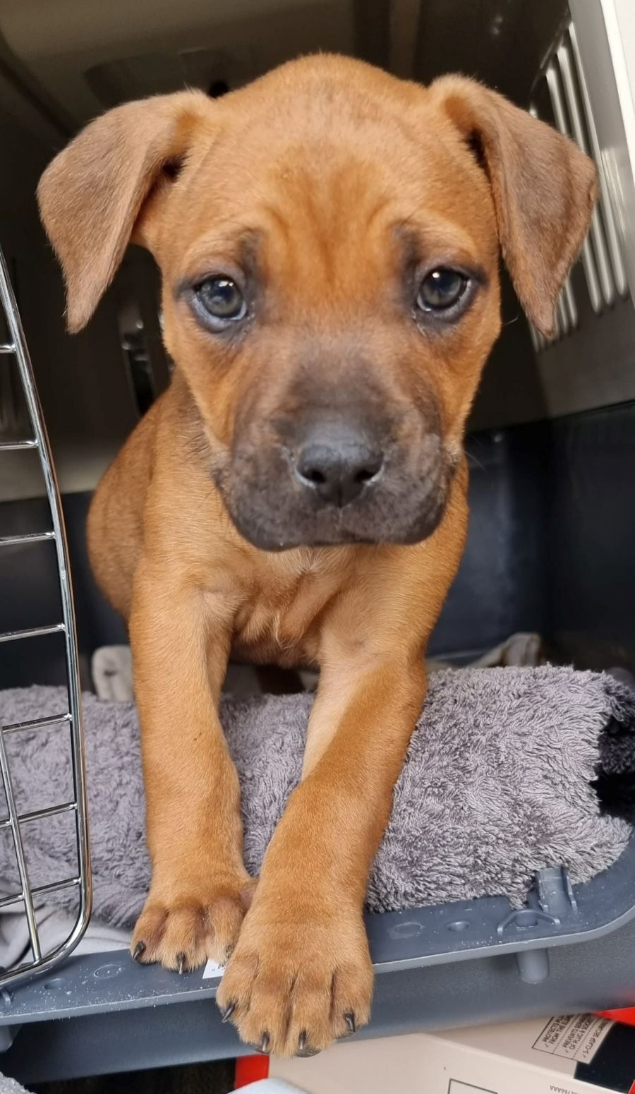 Bell - Medium Female Staffy Mix Dog in NSW - PetRescue