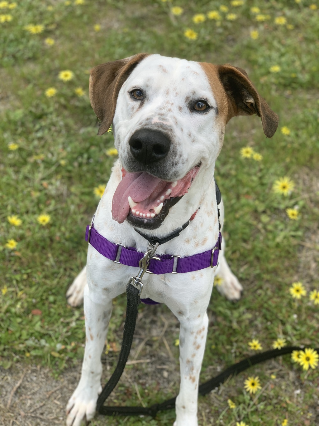 Ollie - Large Male Medium Crossbreed Mix Dog in WA - PetRescue