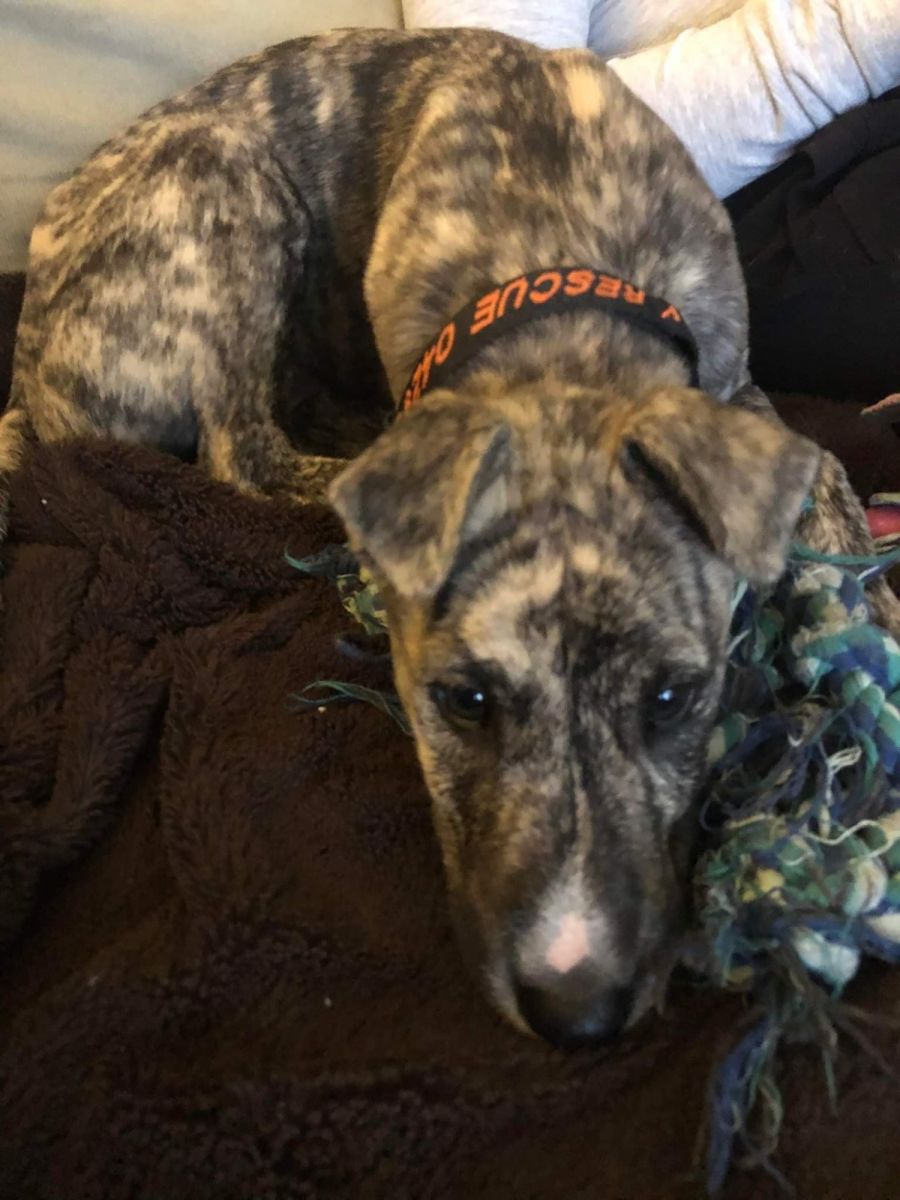 Valery - Large Female Staghound x Greyhound Mix Dog in VIC - PetRescue