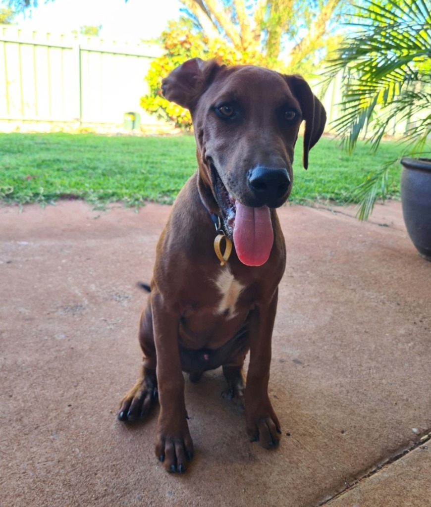 Twigg - Medium Male Rhodesian Ridgeback x Mixed Breed Mix Dog in WA ...