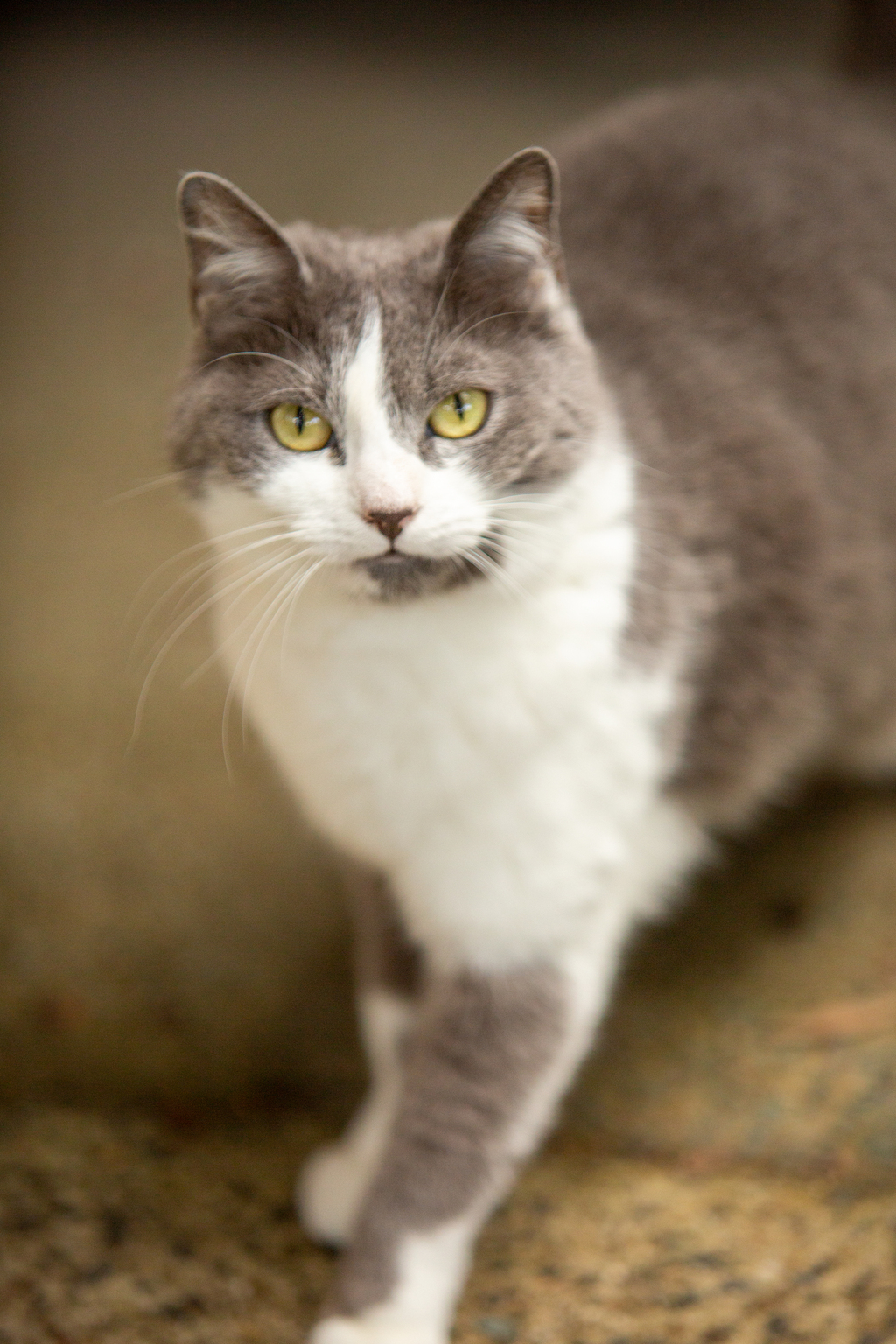 Possum - Female Domestic Short Hair Mix Cat in QLD - PetRescue