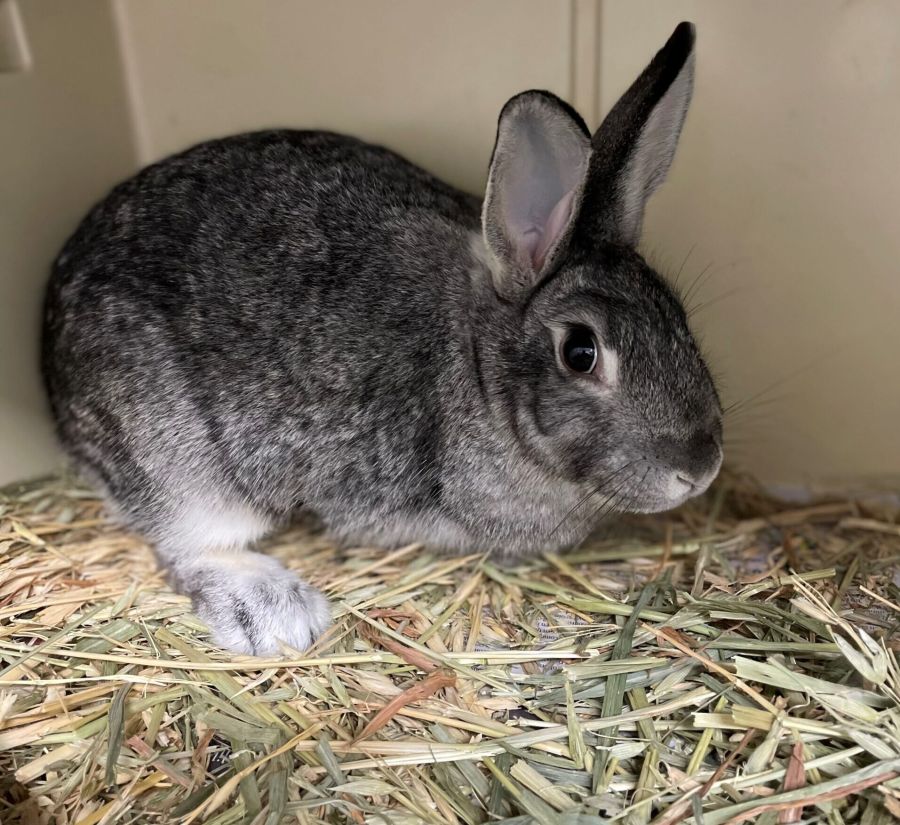 Radish - Female Rex Rabbit in NSW - PetRescue
