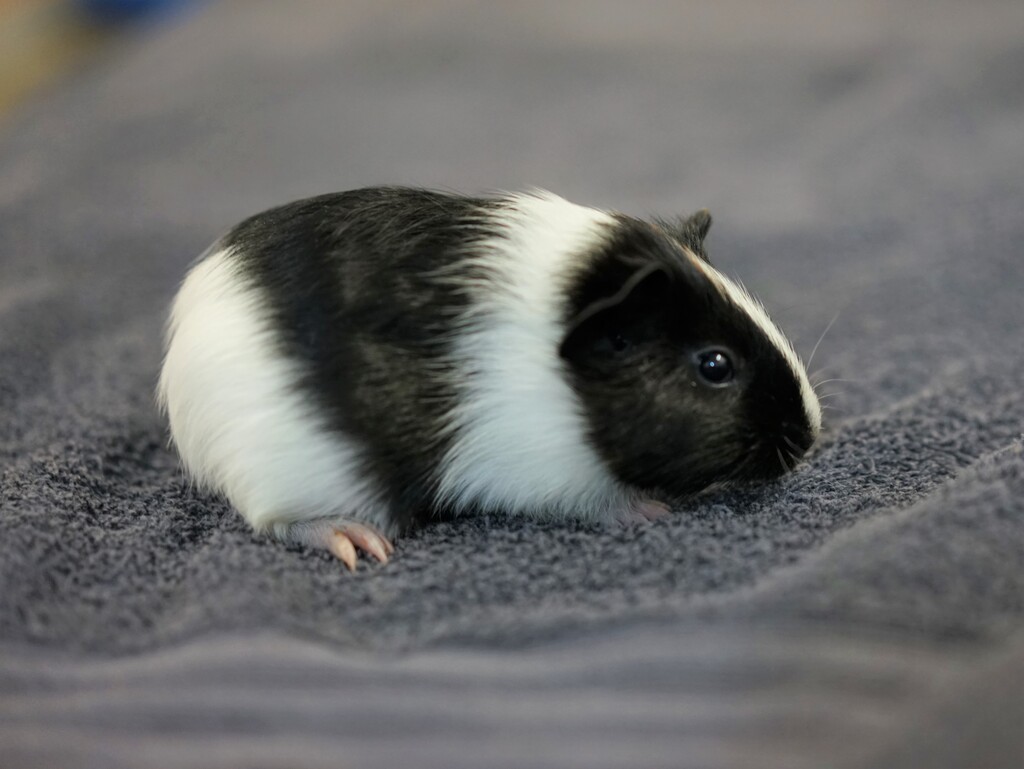 Jacob - Male Short-hair Smooth Hair Mix Guinea Pig in QLD - PetRescue