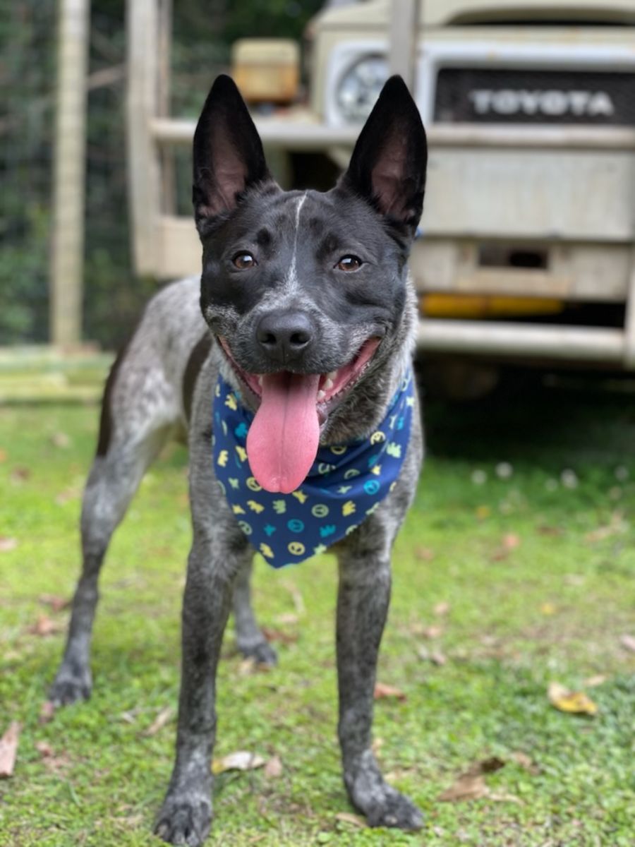 Schooner - Medium Male Australian Cattle Dog x Staffordshire Bull ...