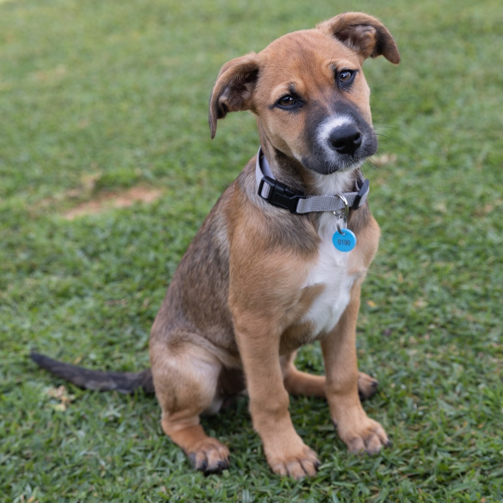 Mia - Large Female Mixed Breed Dog in WA - PetRescue