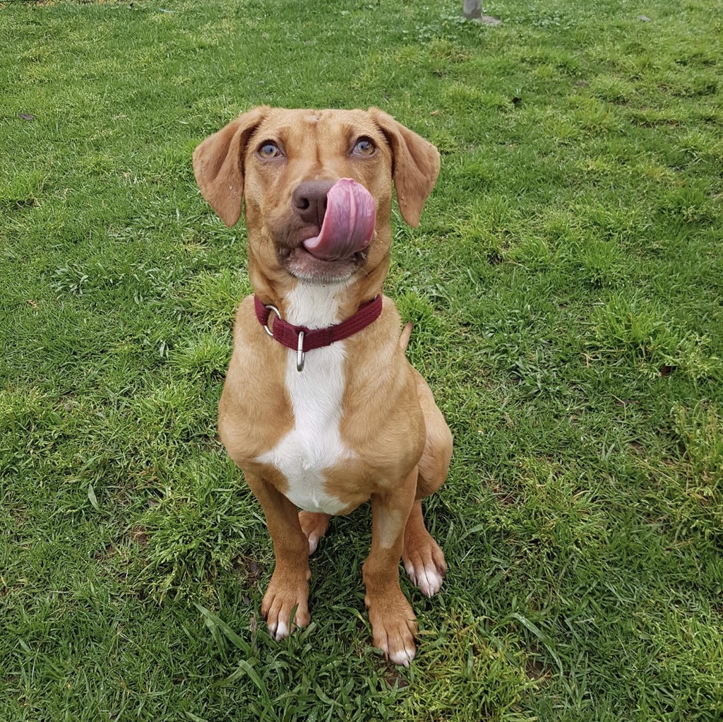Sandy - Medium Female Rhodesian Ridgeback Mix Dog in NSW - PetRescue