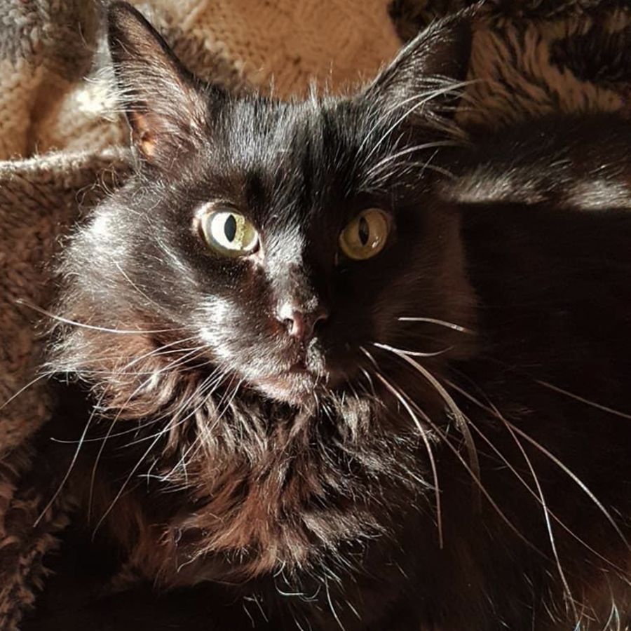 Jonah - Male Domestic Medium Hair Cat in VIC - PetRescue
