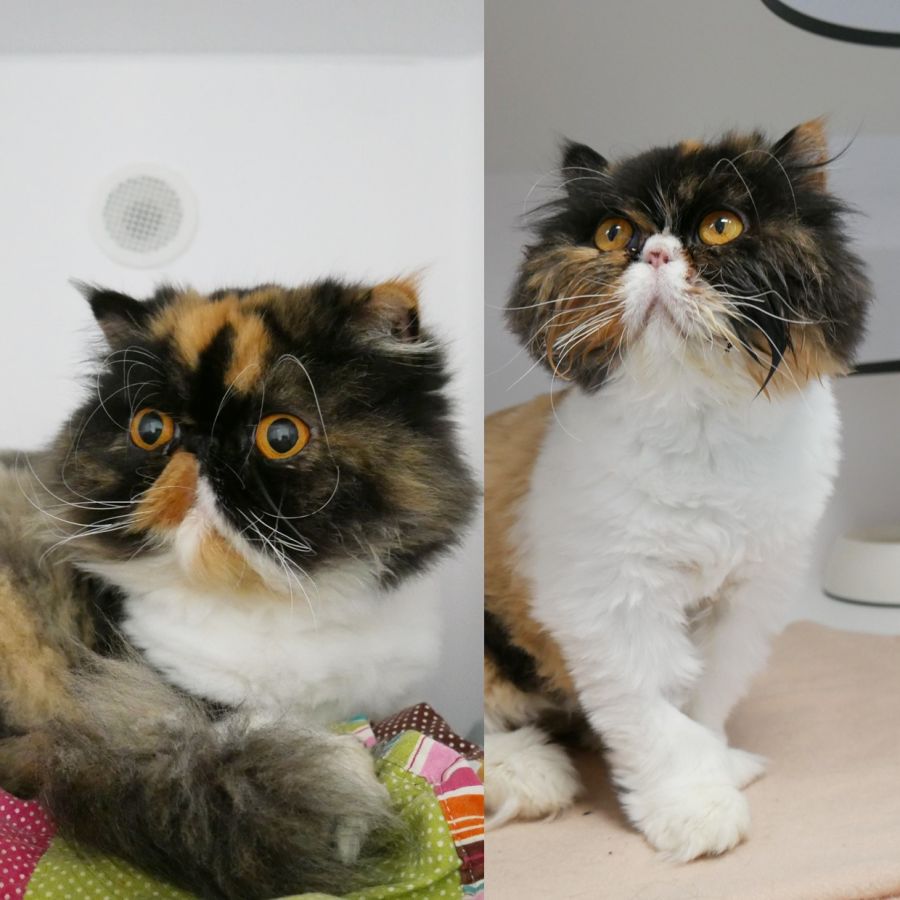 Tweedle Dee & Tweedle Dumm - Female Persian Cat in VIC - PetRescue