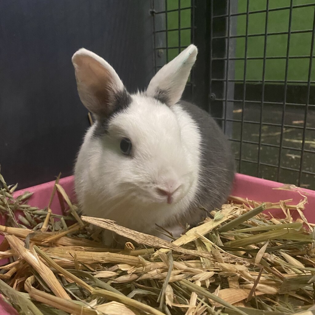 Taho - Male Netherland Dwarf Mix Rabbit in VIC - PetRescue