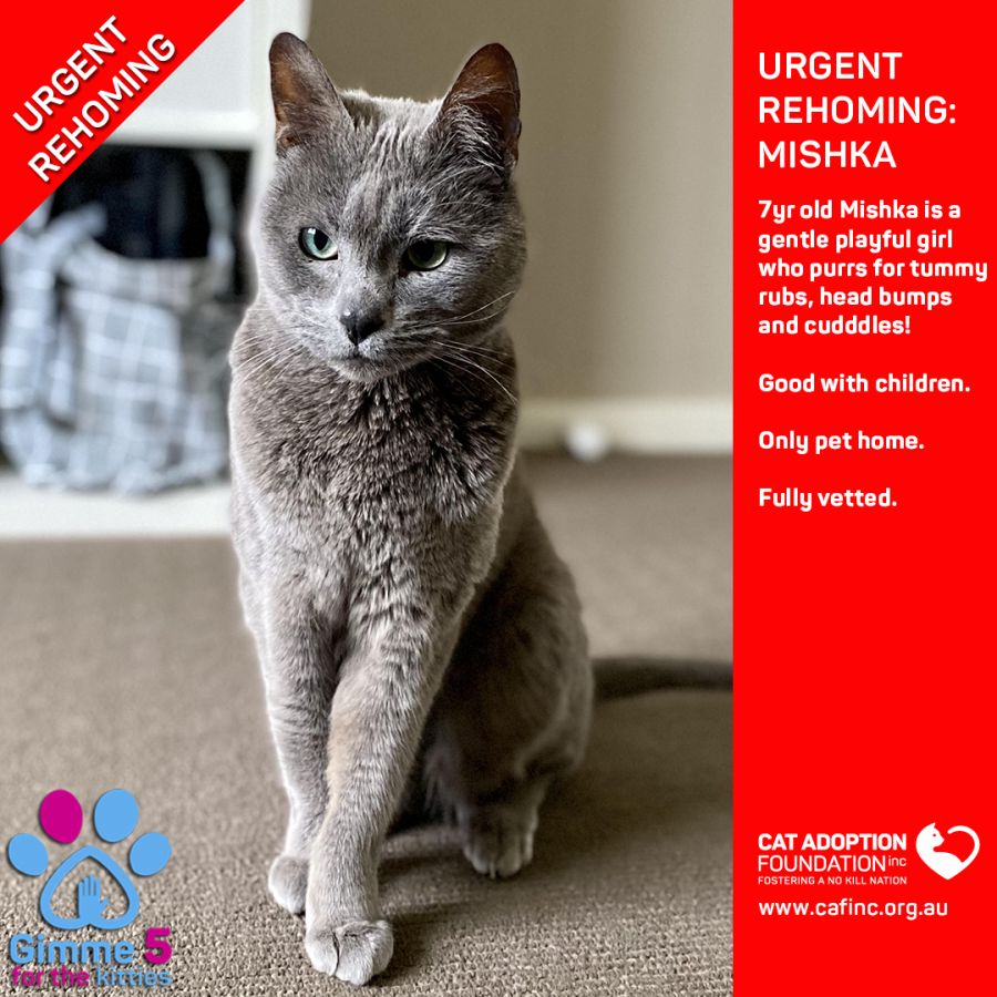 Mishka Private Rehoming No Charge! - Female Russian Blue Cat in SA ...