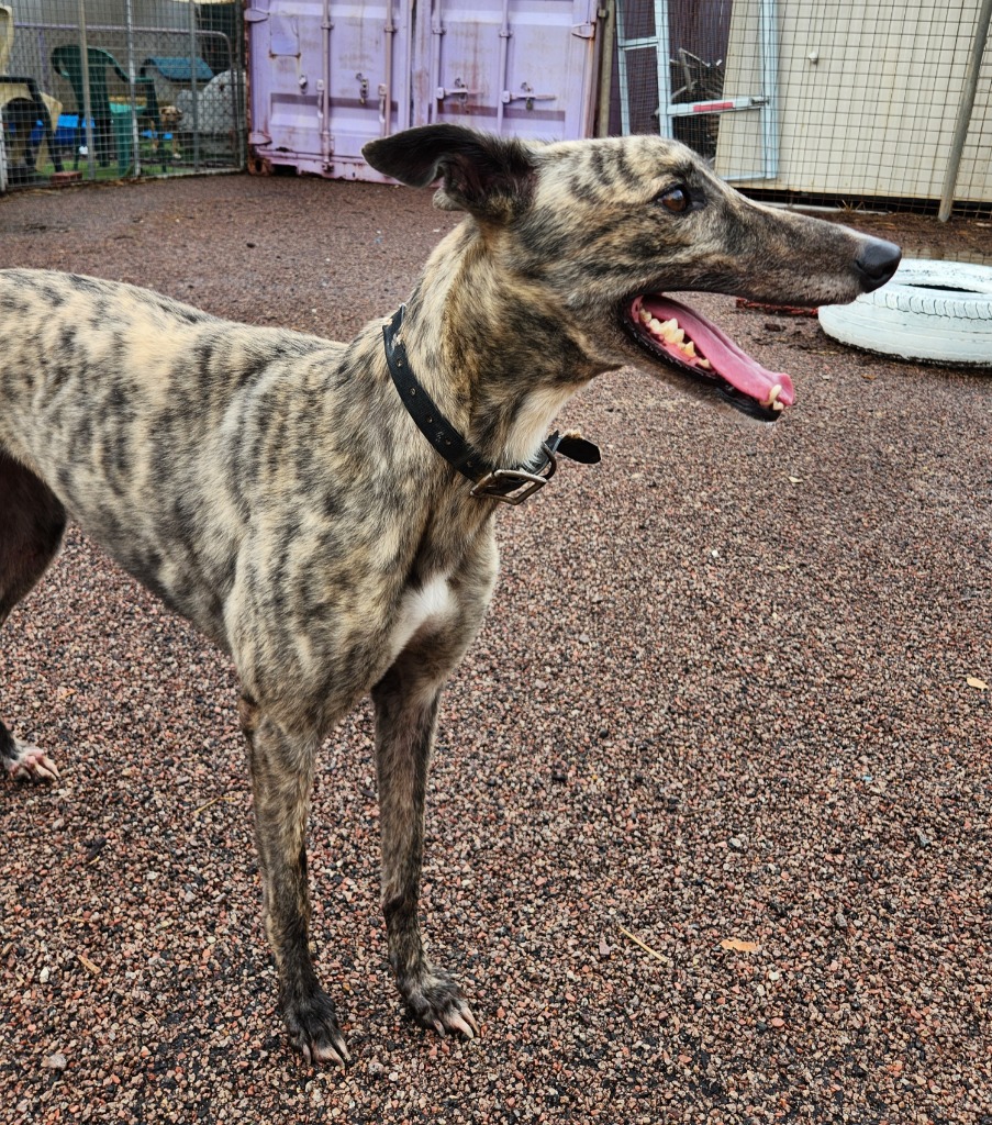 Steph - Large Female Greyhound Dog in NT - PetRescue