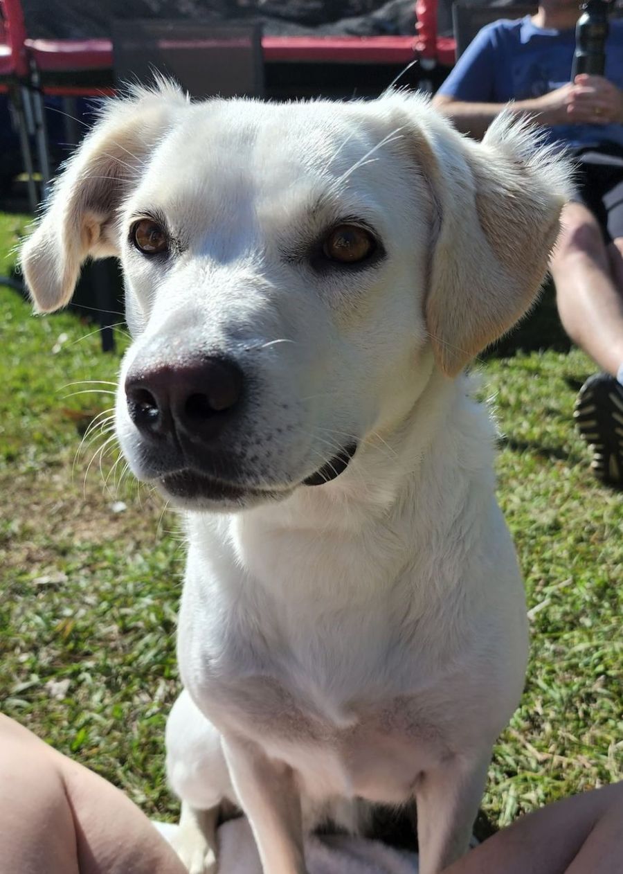 Maple - Medium Female Golden Retriever x Labrador Mix Dog in QLD ...