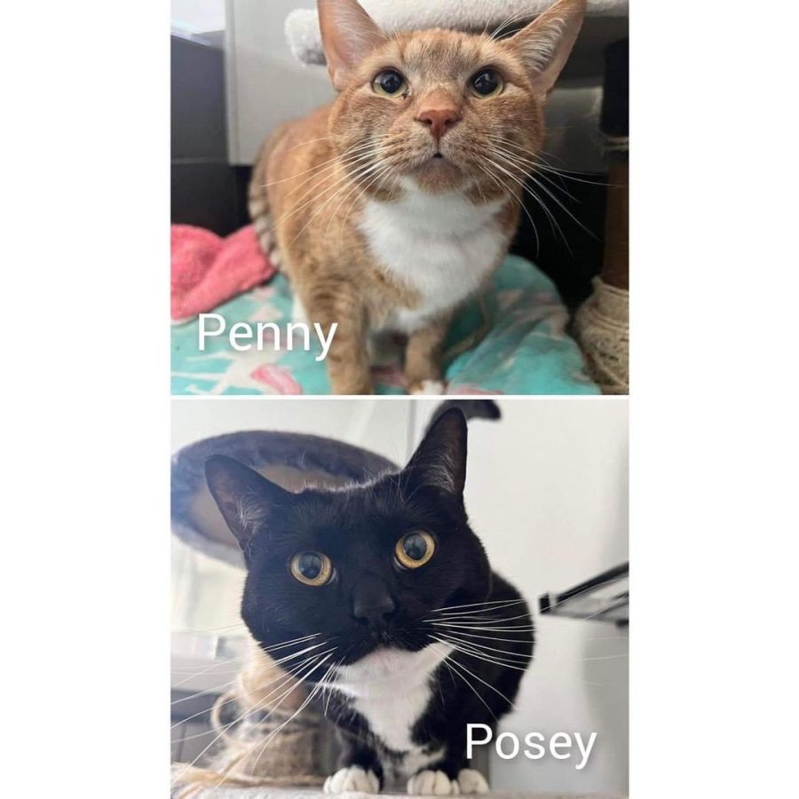 8145/6 - Penny & Posey - Female Domestic Short Hair Cat in WA - PetRescue