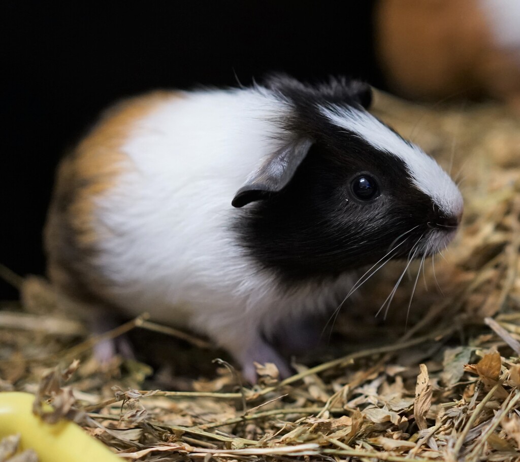 Walter - Male Short-hair Smooth Hair Mix Guinea Pig in QLD - PetRescue