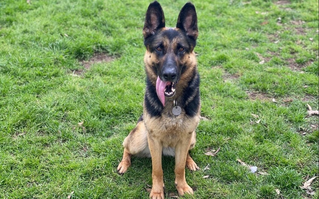 Lulu - Medium Female German Shepherd Mix Dog in VIC - PetRescue