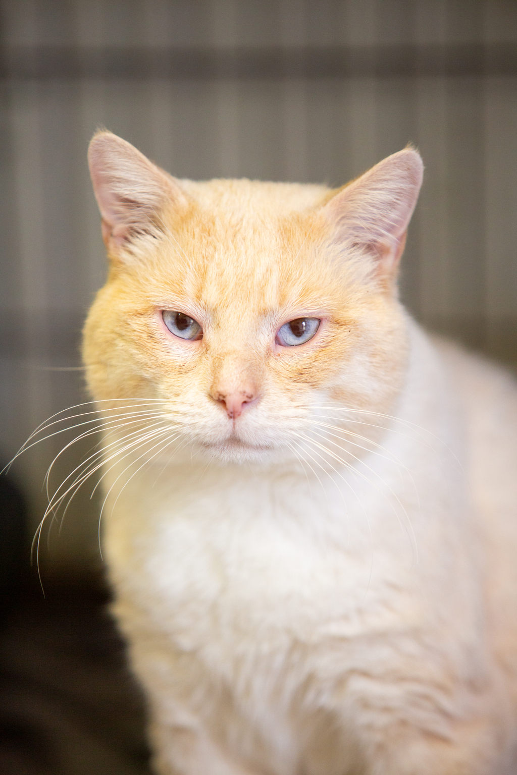 Puss Puss - Male Layanese x Siamese Mix Cat in QLD - PetRescue
