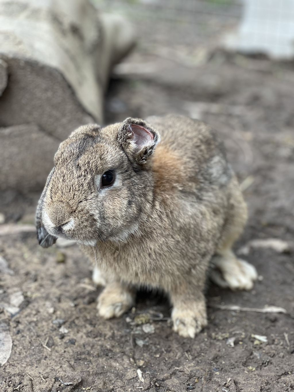 Evander - Male Lop Eared Mix Rabbit in NSW - PetRescue