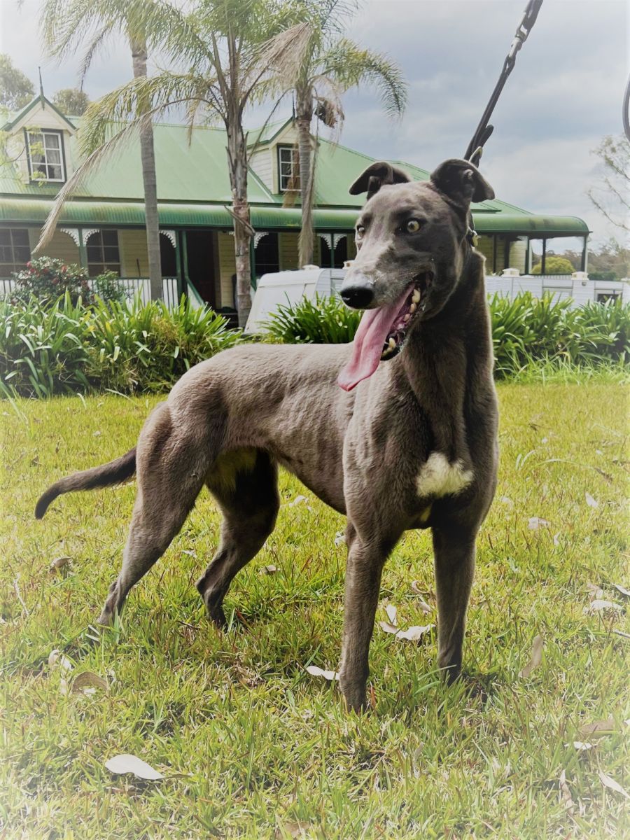 Elsa - Large Female Greyhound Dog in NSW - PetRescue