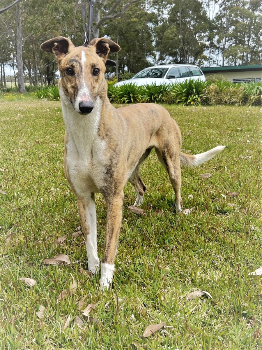 Peter - Large Male Greyhound Dog in NSW - PetRescue