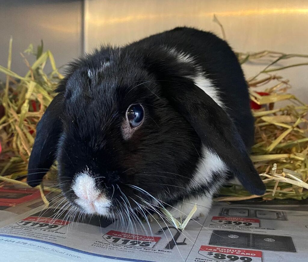 Mabel - Female Lop Eared Rabbit in VIC - PetRescue