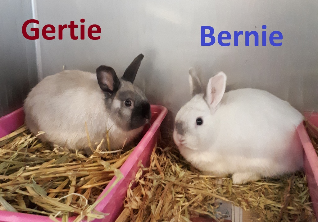 Gertrude (bonded To Bernadette) - Female Netherland Dwarf Mix Rabbit in ...