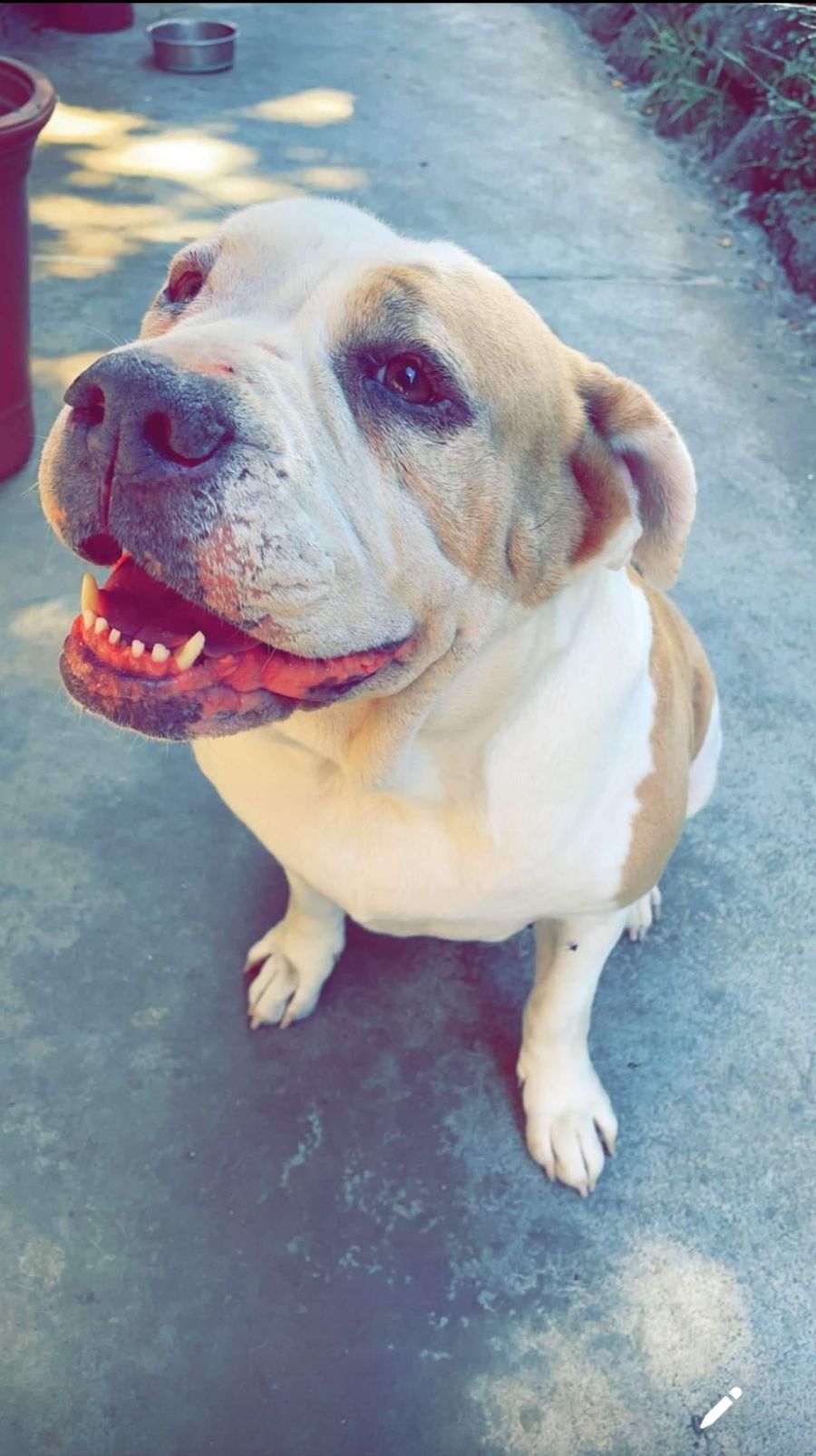 Missy - Medium Female American Bulldog Dog in VIC - PetRescue
