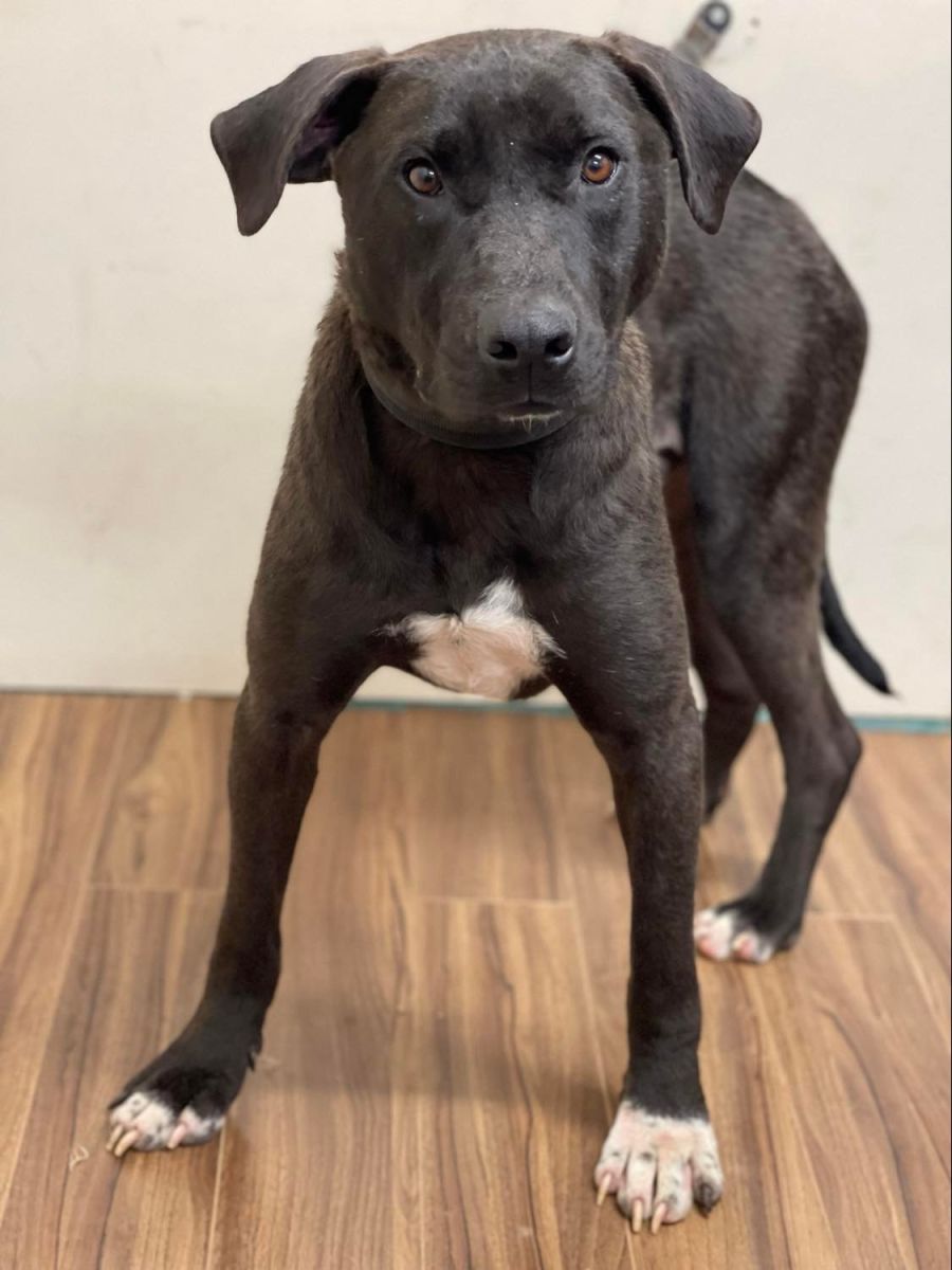 Timmy - Medium Male Mixed Breed Dog in QLD - PetRescue