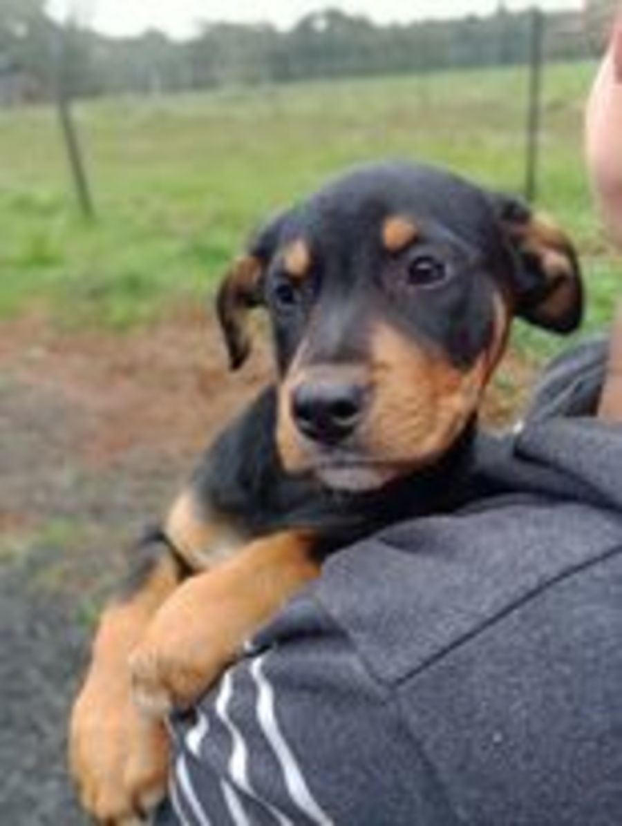 Caliban - Medium Male Staffy Mix Dog in NSW - PetRescue